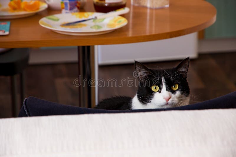 Cat at the Kitchen Table stock image. Image of peeking - 111301619