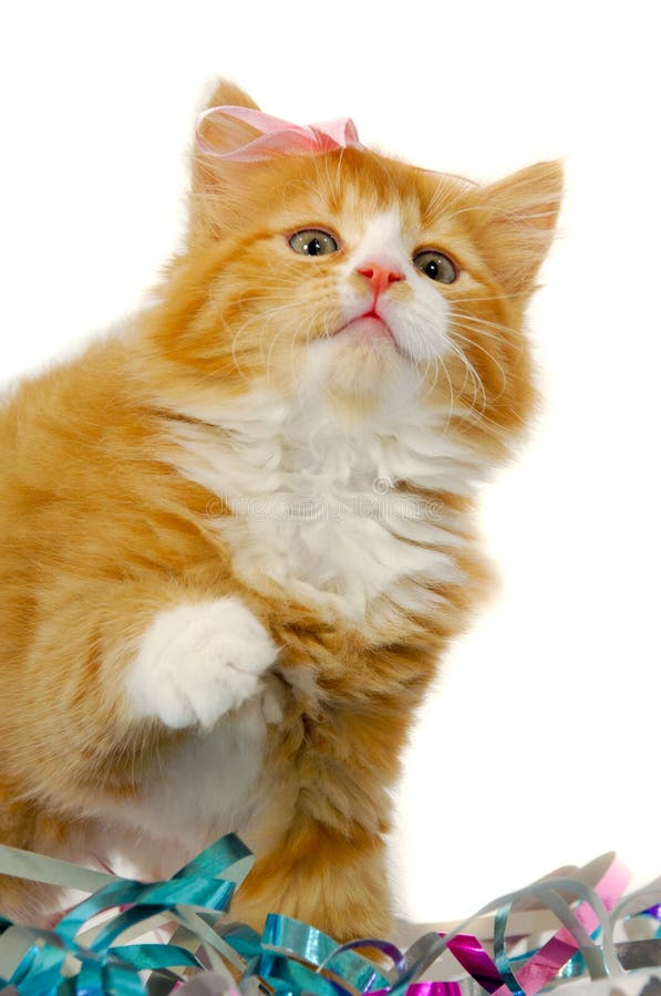 Flying funny kitten stock photo. Image of playful, cute - 12351122