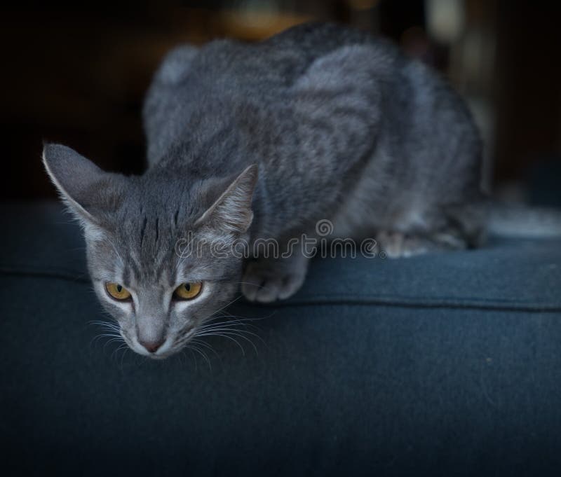 Cat Kitten with Curious Expression Stock Image - Image of focus, mouth ...