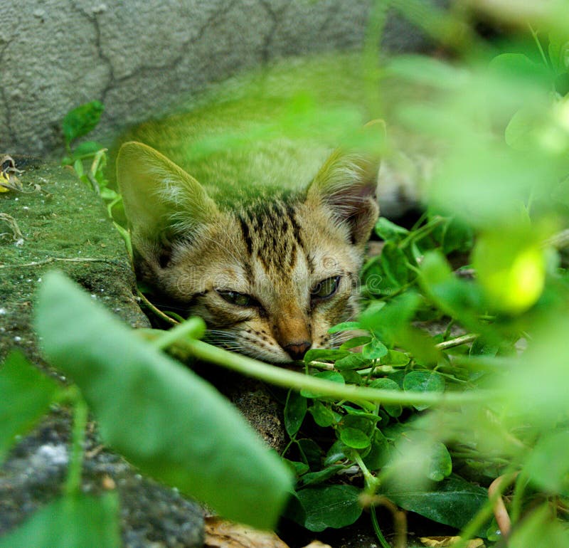 Cat - Kitten Hiding in the Bush Stock Image - Image of cozy ...