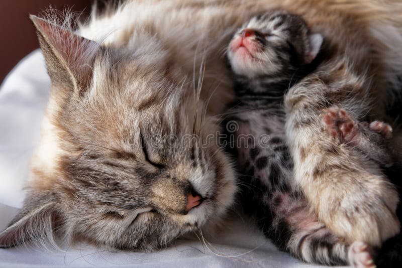 Cat and kitten hug stock photo. Image of posing, domestic - 11924308