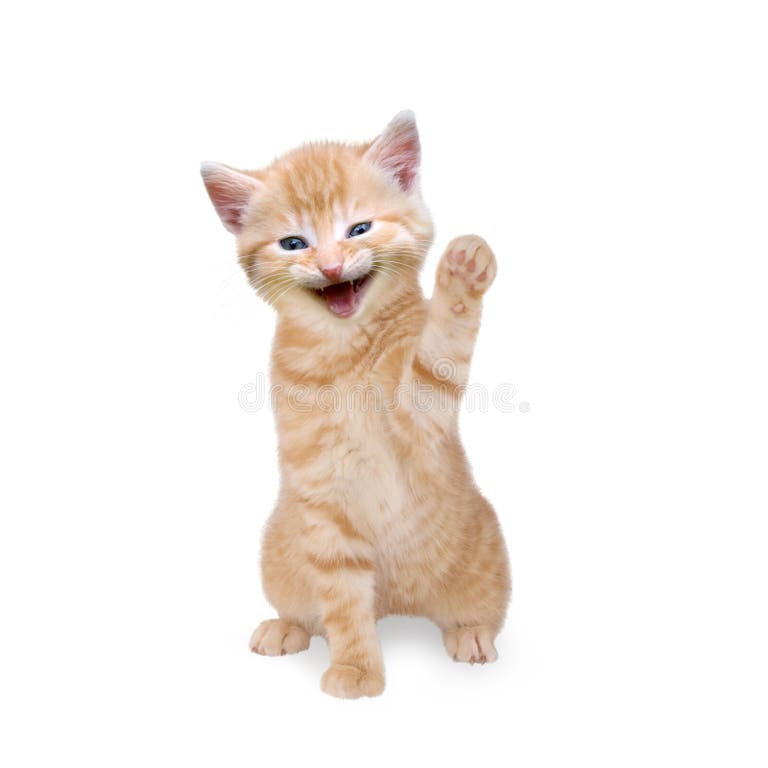 983 Cat Waving Stock Photos - Free & Royalty-Free Stock Photos from ...