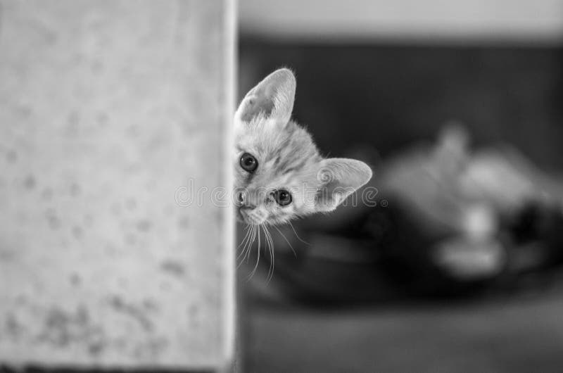 Cat Kitten Looks Curiously from Behind a Wall Stock Photo - Image of ...