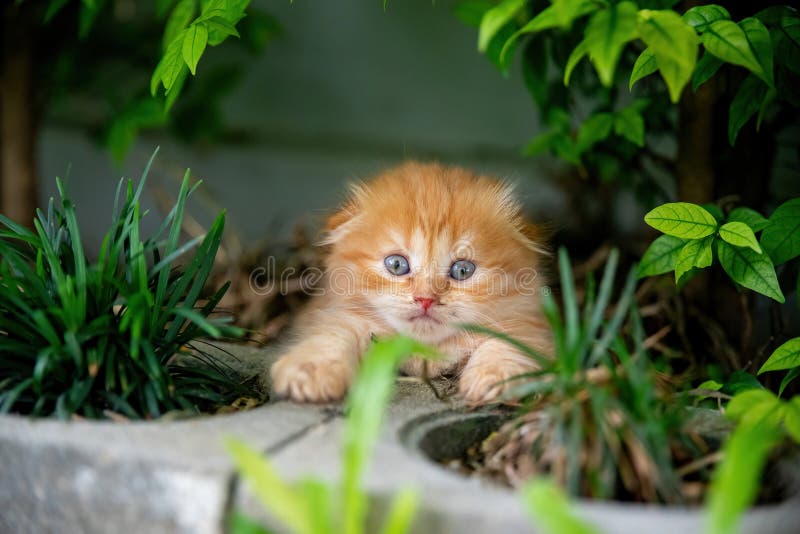 Cats Lying Bricks Stock Photos - Free & Royalty-Free Stock Photos from ...