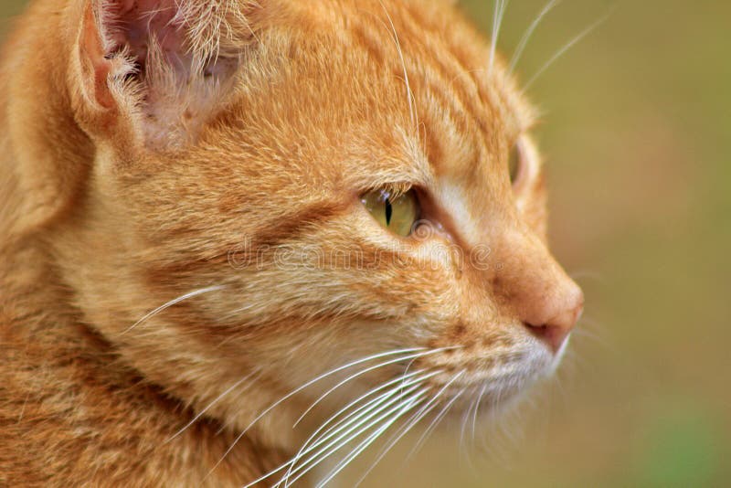 Cat kitten face stock photo. Image of face, coon, isolated - 142034158