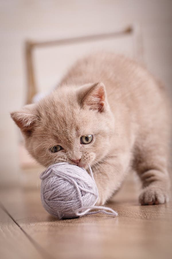 Cat, Thoroughbred Cat, Pet. Scottish Fold Kitten Stock Image - Image of ...