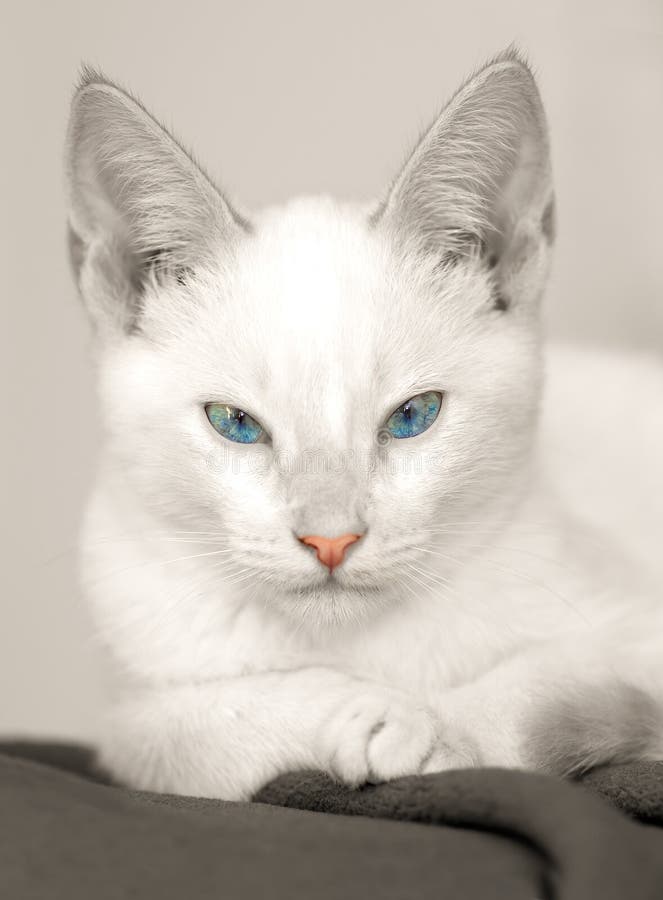 Cat Kitten Serious Stare Vertical Stock Photo - Image of feline, front ...