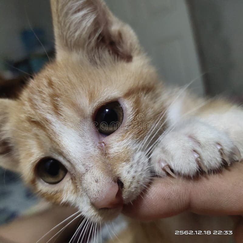 Cat stock photo. Image of eyes, expression, shag, kitten - 170264934