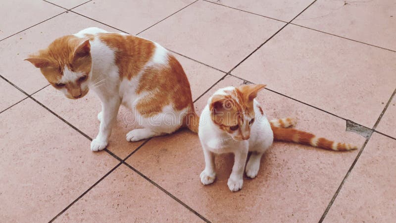 A Cat and a Kitten Sitting Down on a Floor Stock Image - Image of ...