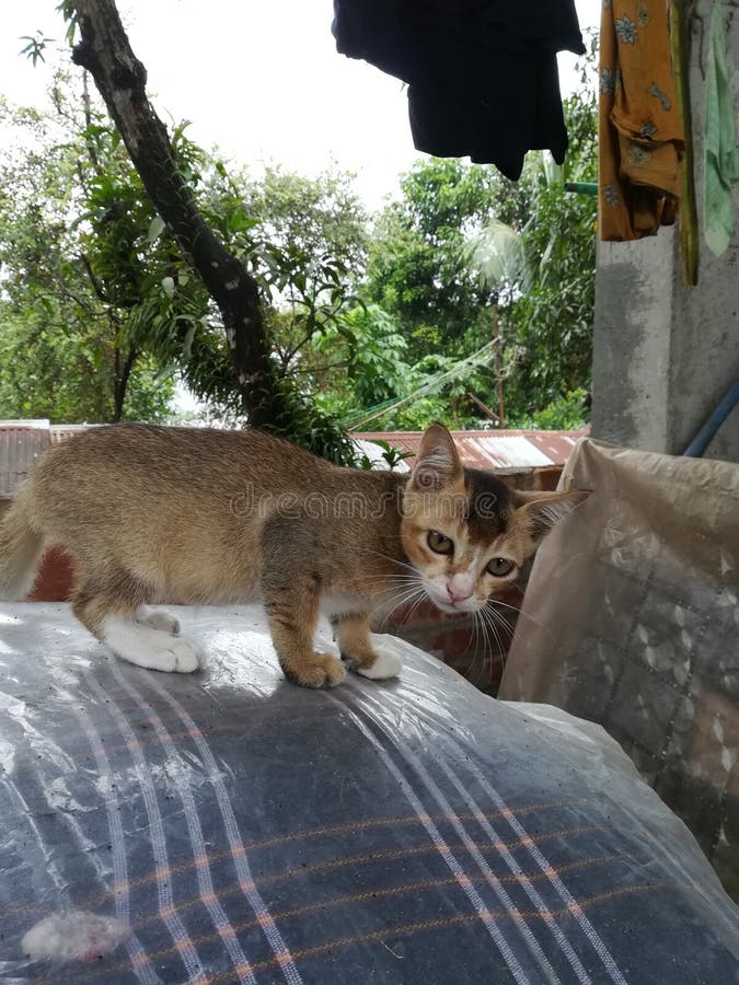 Cat Kitten Small Nice Beautifull Eyes Stock Photo - Image of nice ...