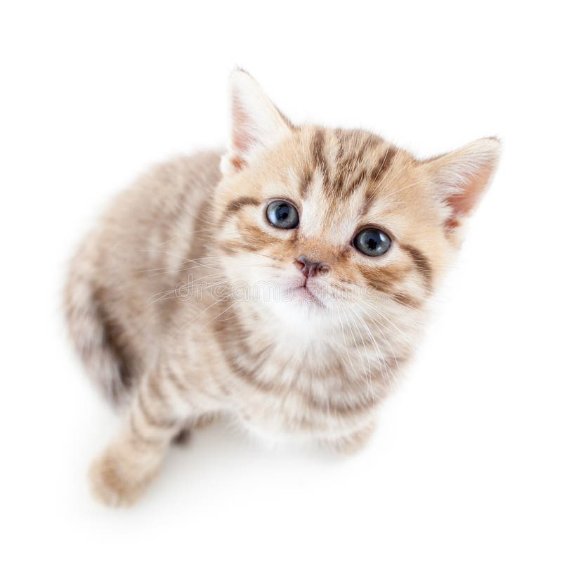 Scottish Kitten Fold Isolated Top View Stock Image - Image of small ...