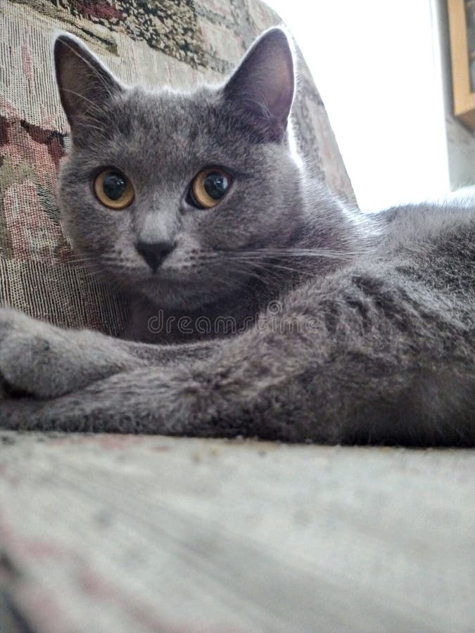 Cat and Kitten Very Good Beautiful Stock Image - Image of good, prairie ...