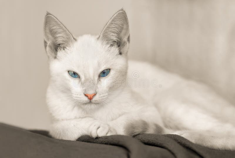 Serious Cat Stare stock photo. Image of face, animal - 185998290