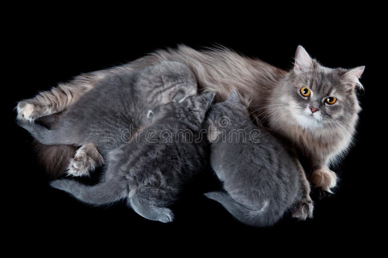 Five Kittens Brood Feeding by Mother Cat Stock Image - Image of ...