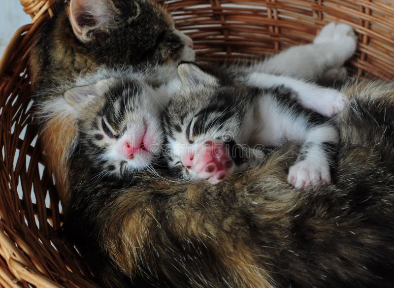 A cat with kittens stock image. Image of brother, care - 95256509