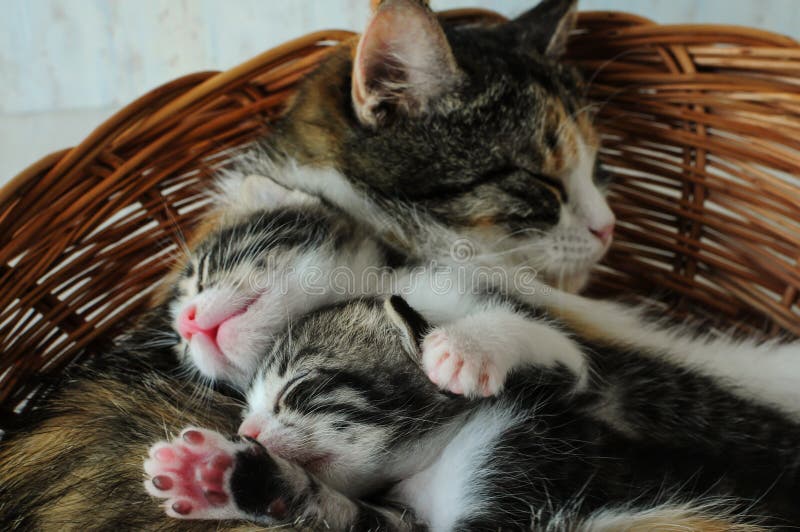 A cat with kittens. stock image. Image of cute, gentle - 95256583