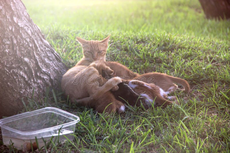 Kittens Under a New Year Tree Stock Image - Image of christmas, branch ...