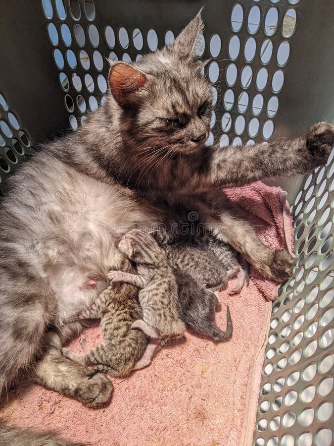 Cat, Kitty, Grey, Milk, Baby Kitty Stock Image - Image of baby, mammal ...