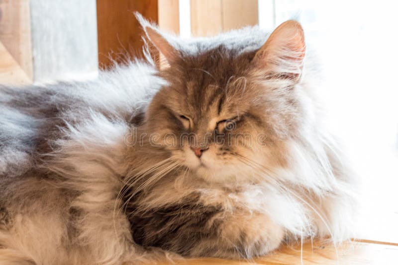 Cat,kitty Isolate On Background,front View From The Top Stock Image ...