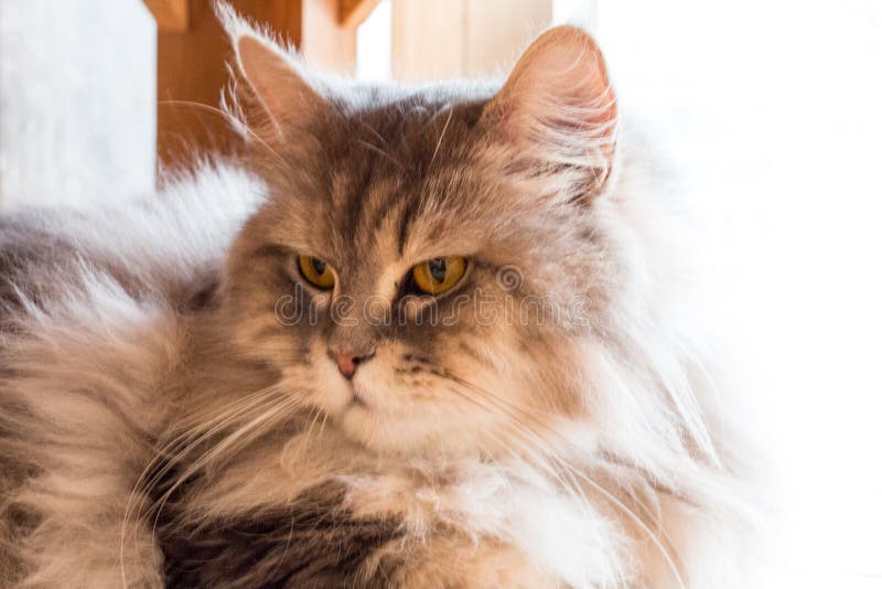 Cat,kitty Isolate on Background,front View from the Top Stock Photo ...