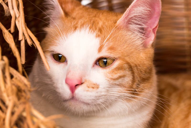 Cat,kitty Isolate on Background,front View from the Top Stock Photo ...