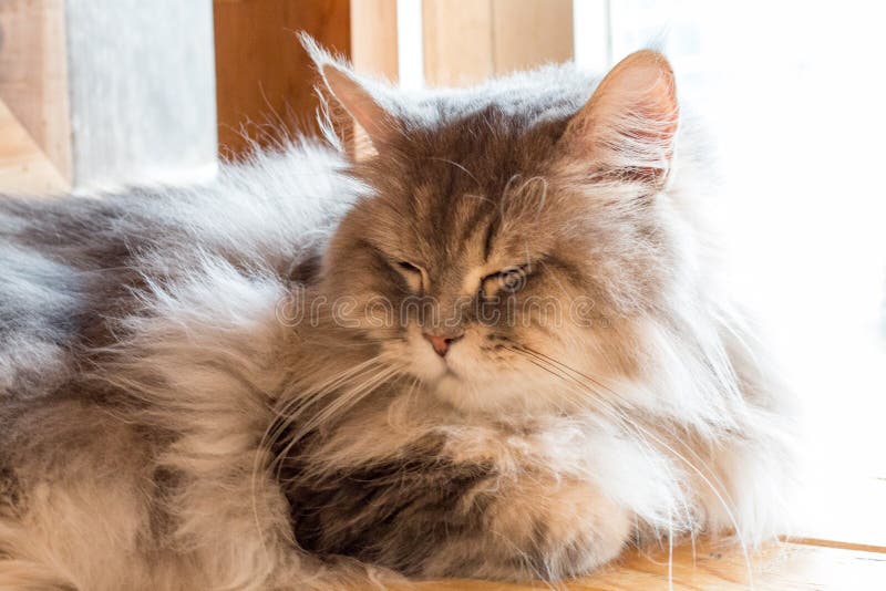 Cat,kitty Isolate on Background,front View from the Top Stock Photo ...