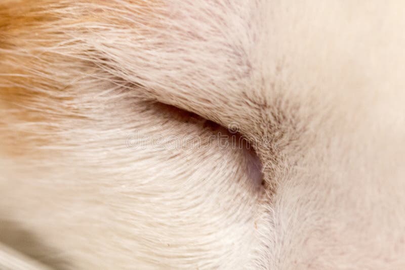 Cat,kitty Isolate on Background,front View from the Top Stock Photo ...