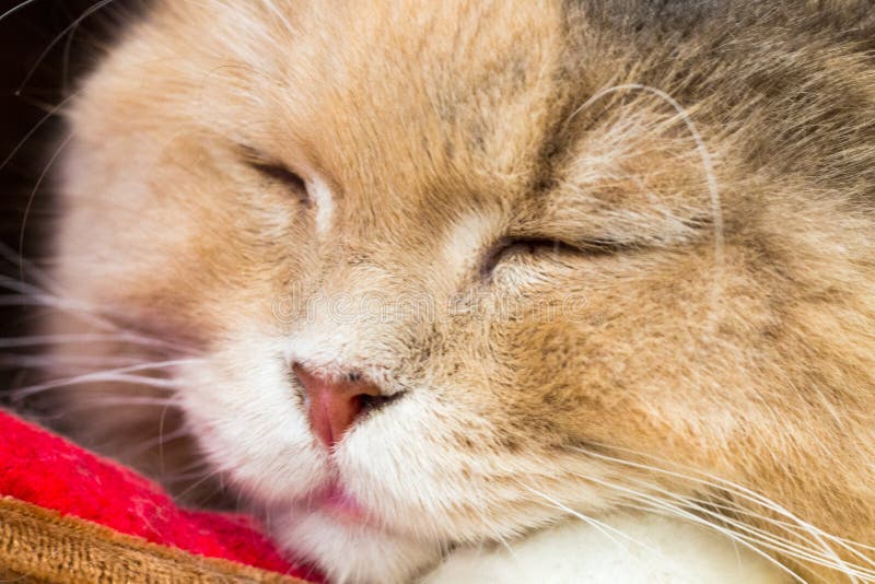 Cat,kitty Isolate on Background,front View from the Top Stock Photo ...