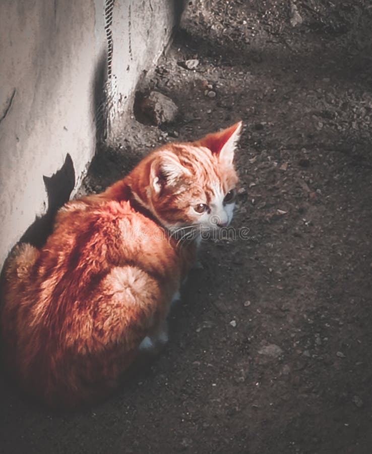 Cat Kitty Kitten Red Funny Spring Stock Image - Image of funny, kitty ...