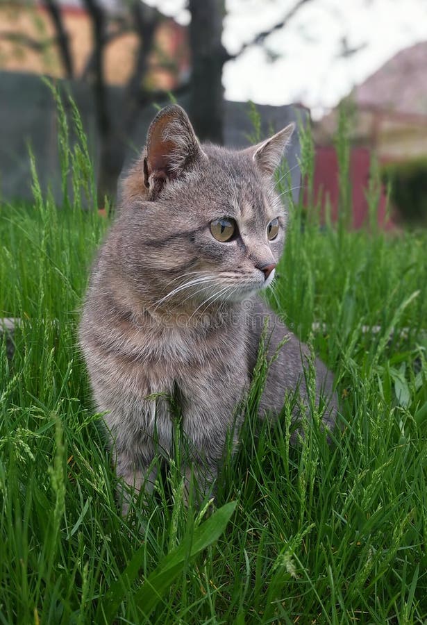Cat Kitty Sweet Dreams Nature Stock Photo - Image of sweet, dreams ...