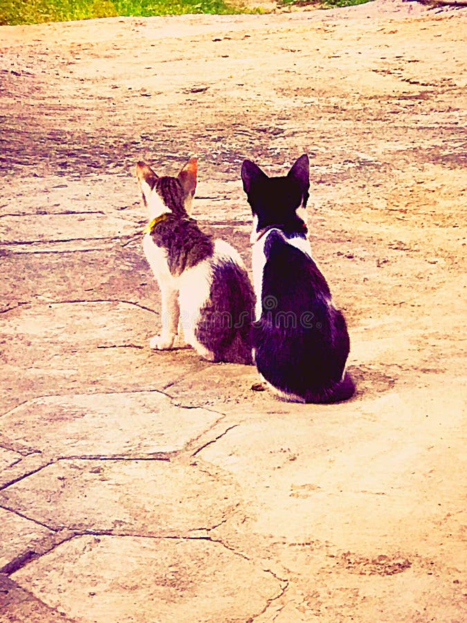 Cat and kitty stock photo. Image of owener, kitty, waiting - 178200172