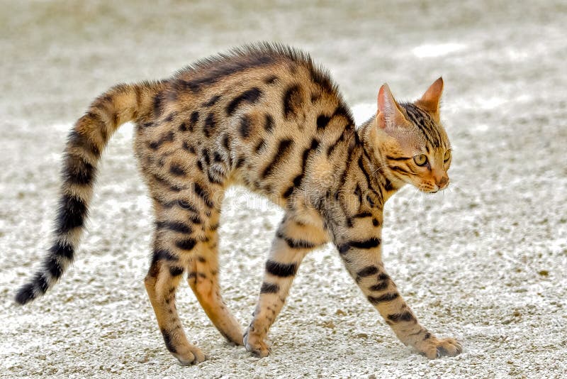 192 Arched Back Cat Stock Photos - Free & Royalty-Free Stock Photos ...