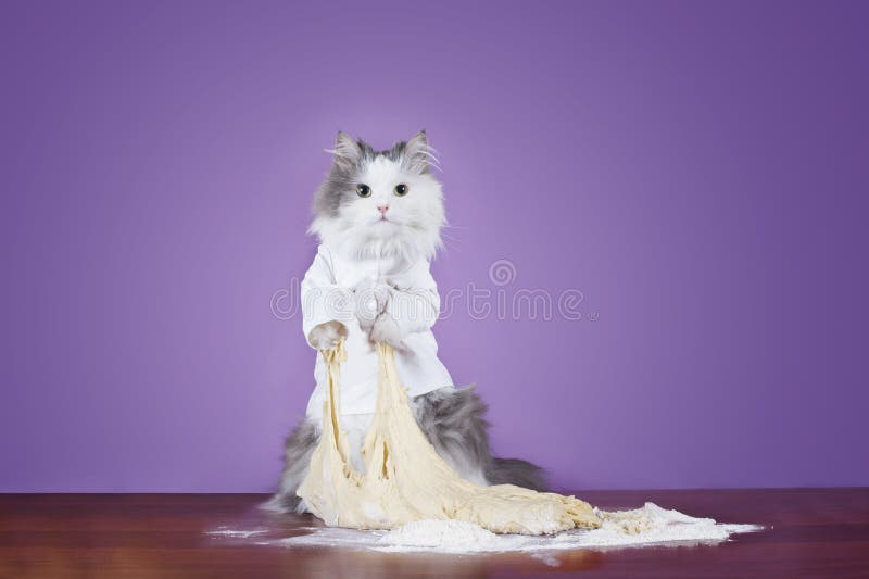 Cat Kneads Dough in a Suit Chef Stock Photo - Image of dough, cook ...