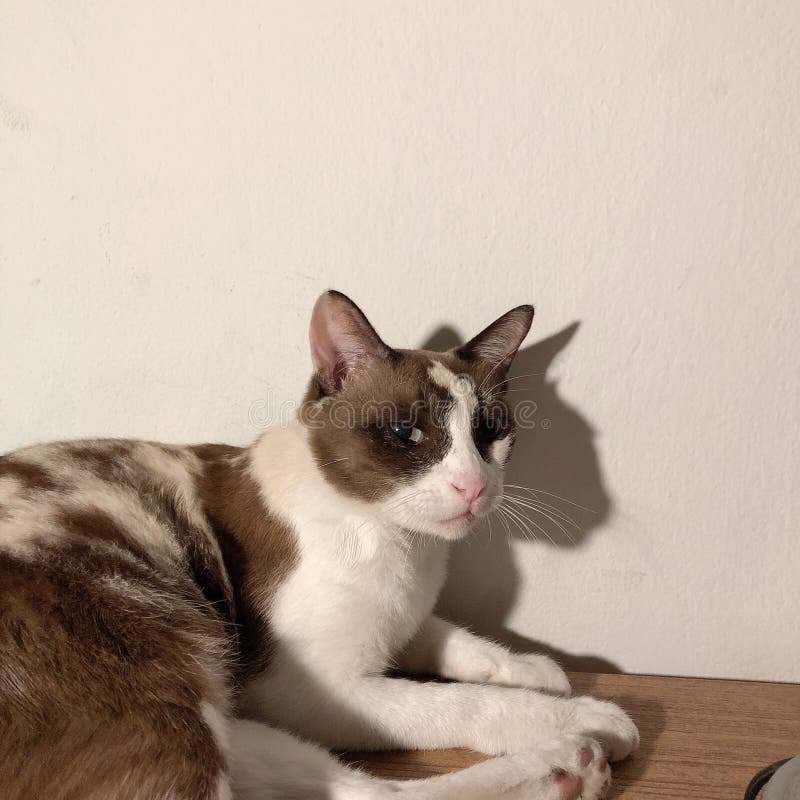 Cat stock image. Image of japan, shadow, icon, korea - 169056537