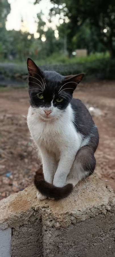 Cat Kyut Stock Photos - Free & Royalty-Free Stock Photos from Dreamstime