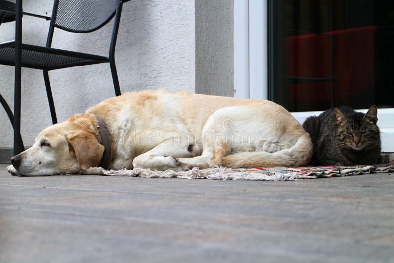 Cat and labrador retriever stock image. Image of hound - 55241385
