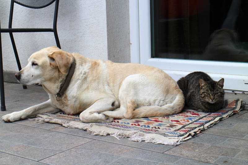 Cat and labrador retriever stock photo. Image of tomcat - 55241506