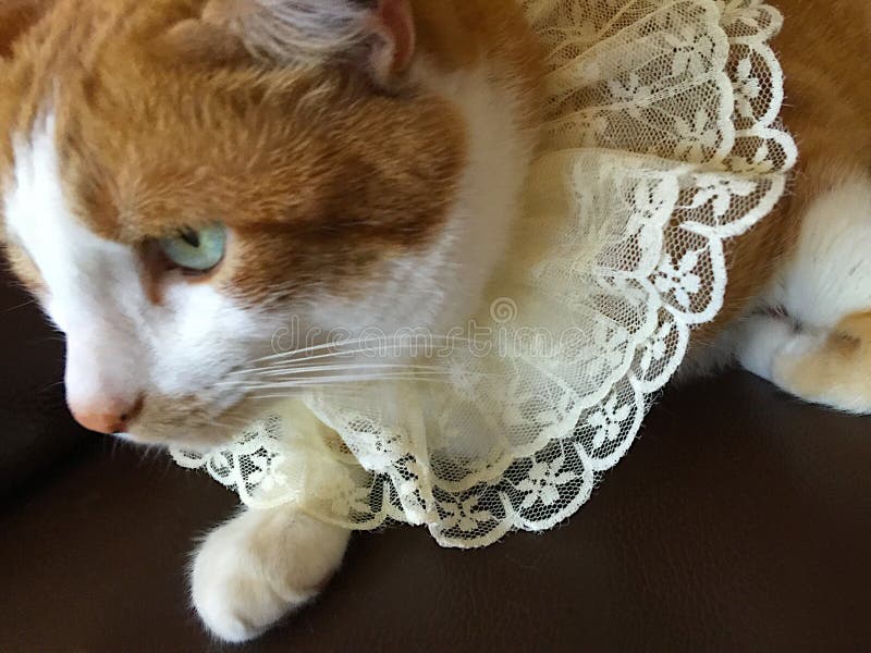 Cat with lace collar stock image. Image of textures, amusing - 78377871