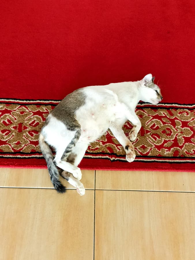 A Cat Sleep and Laid on the Red Carpet Stock Photo - Image of carpet ...