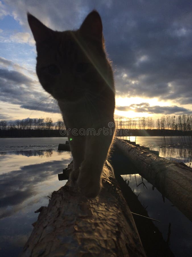 Cat stock photo. Image of clou, night, animal, lake - 91485978