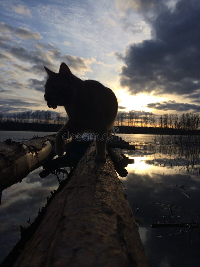 Cat stock photo. Image of dawn, lake, dusk, sunrise, tree - 91485996