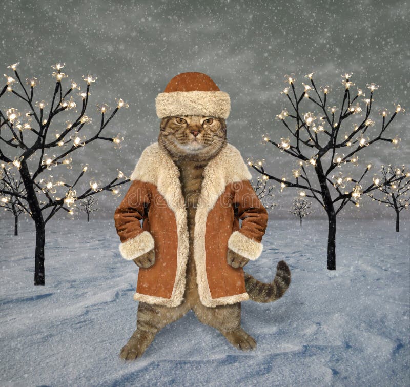Cat in winter coat 3 stock photo. Image of knit, snow - 121619692