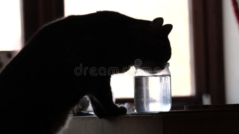 Cat Lapping Water with Tongue from Transparent Jar on Table Stock ...