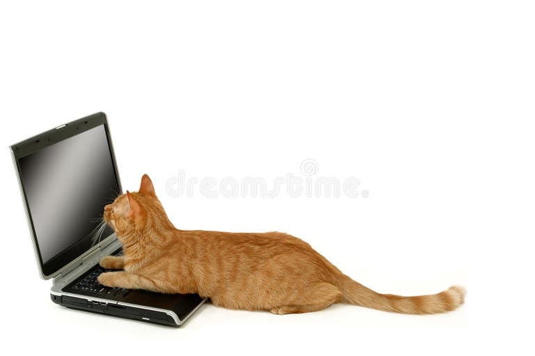 Cat and laptop stock photo. Image of cute, buttons, desktop - 1281530