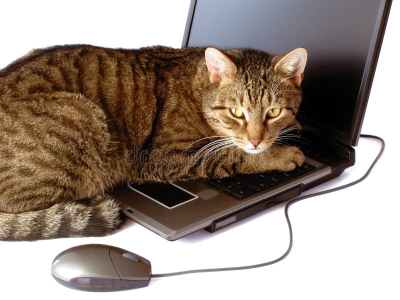 Cat Waiting for Food Sitting Like Man at Table Stock Photo - Image of ...