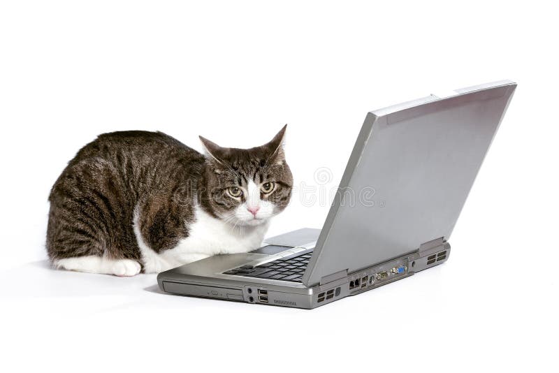 A cat with a laptop stock photo. Image of computer, animal - 2168020
