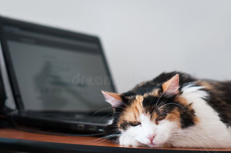 Tired cat and laptop stock image. Image of computer, screen - 58655209