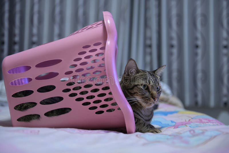 The Cat is in the Laundry Basket Stock Image - Image of fluffy, looking ...