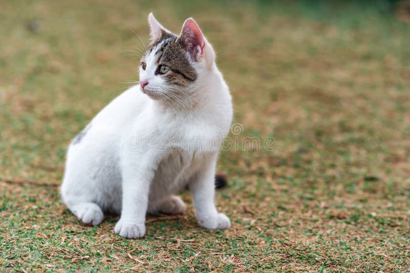 Cat on the Lawn Warily Looks To the Side, Close-up Stock Image - Image ...
