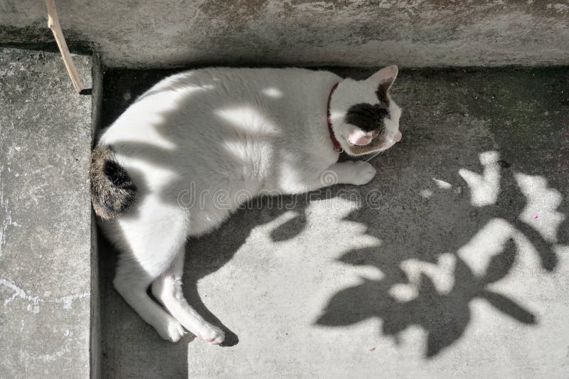 Cat Lay Down on Ground with Tree Shadow Stock Photo - Image of lazy ...